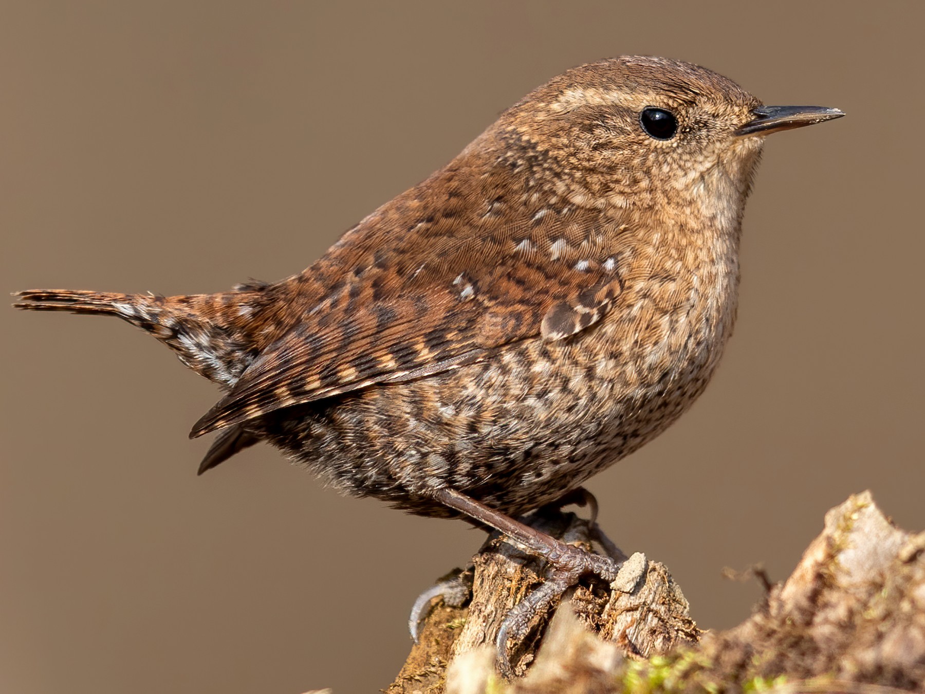 Winter Wren - eBird