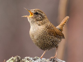 Winter Wren - eBird