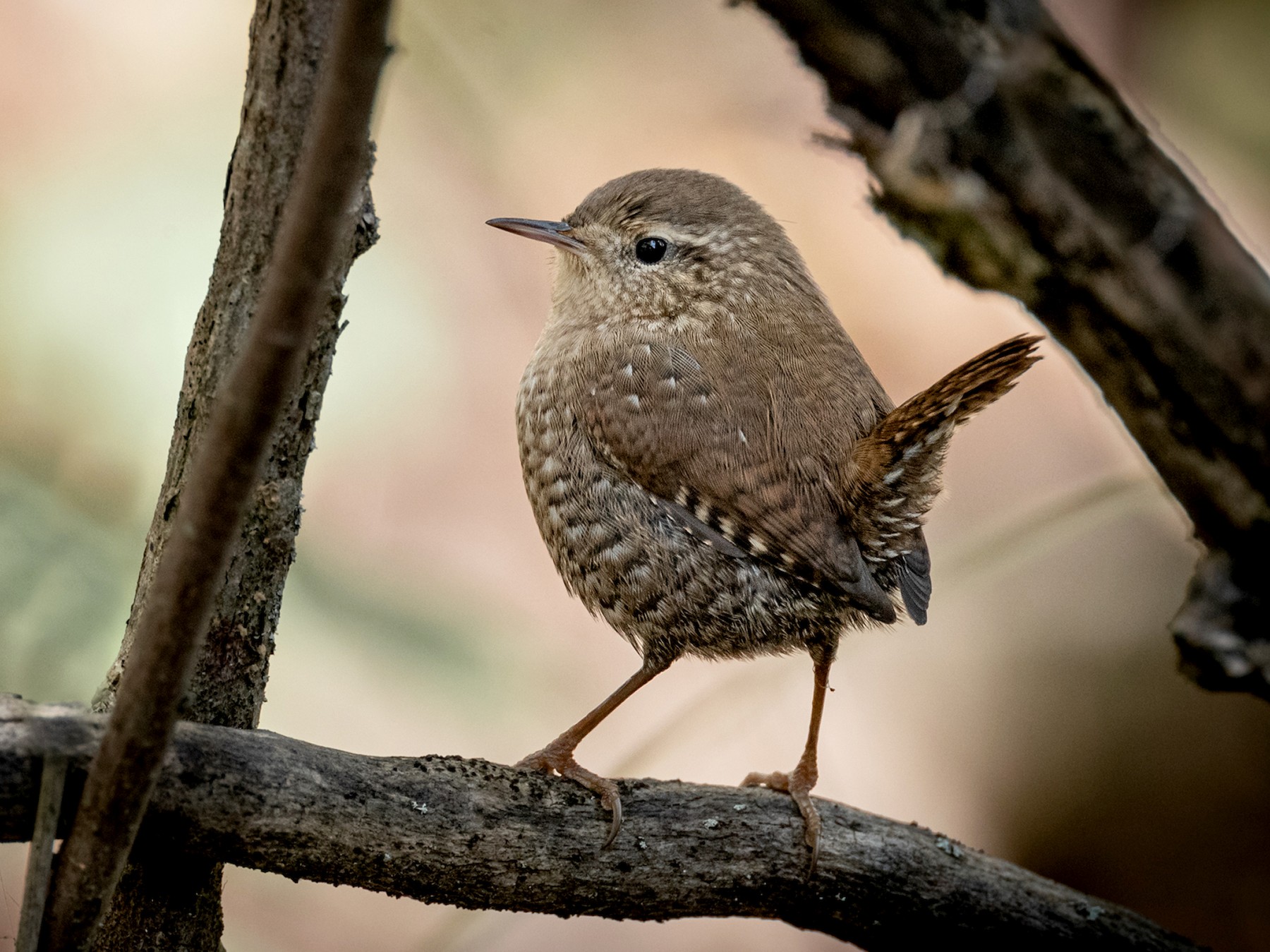Winter Wren - eBird