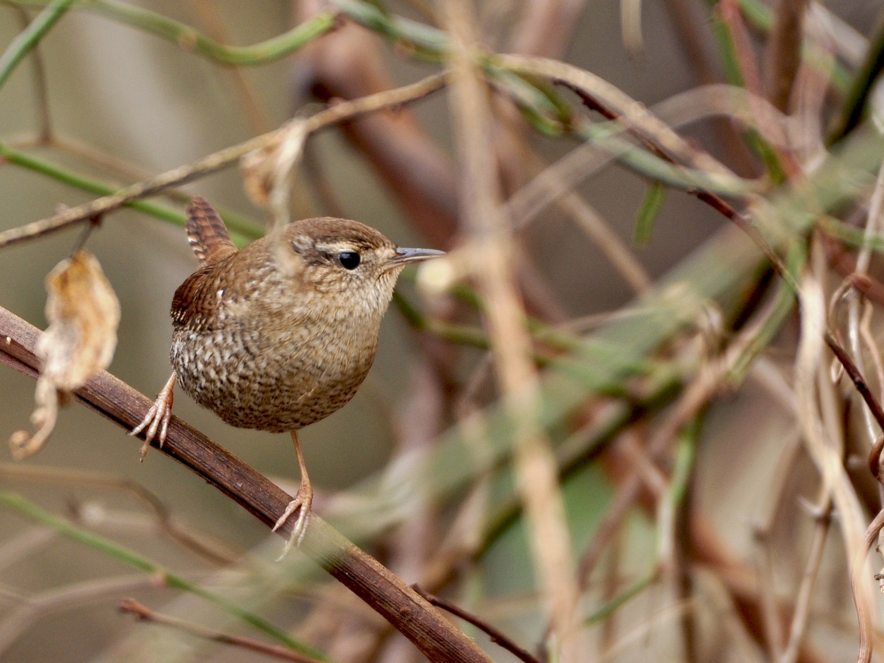 Winter Wren - eBird