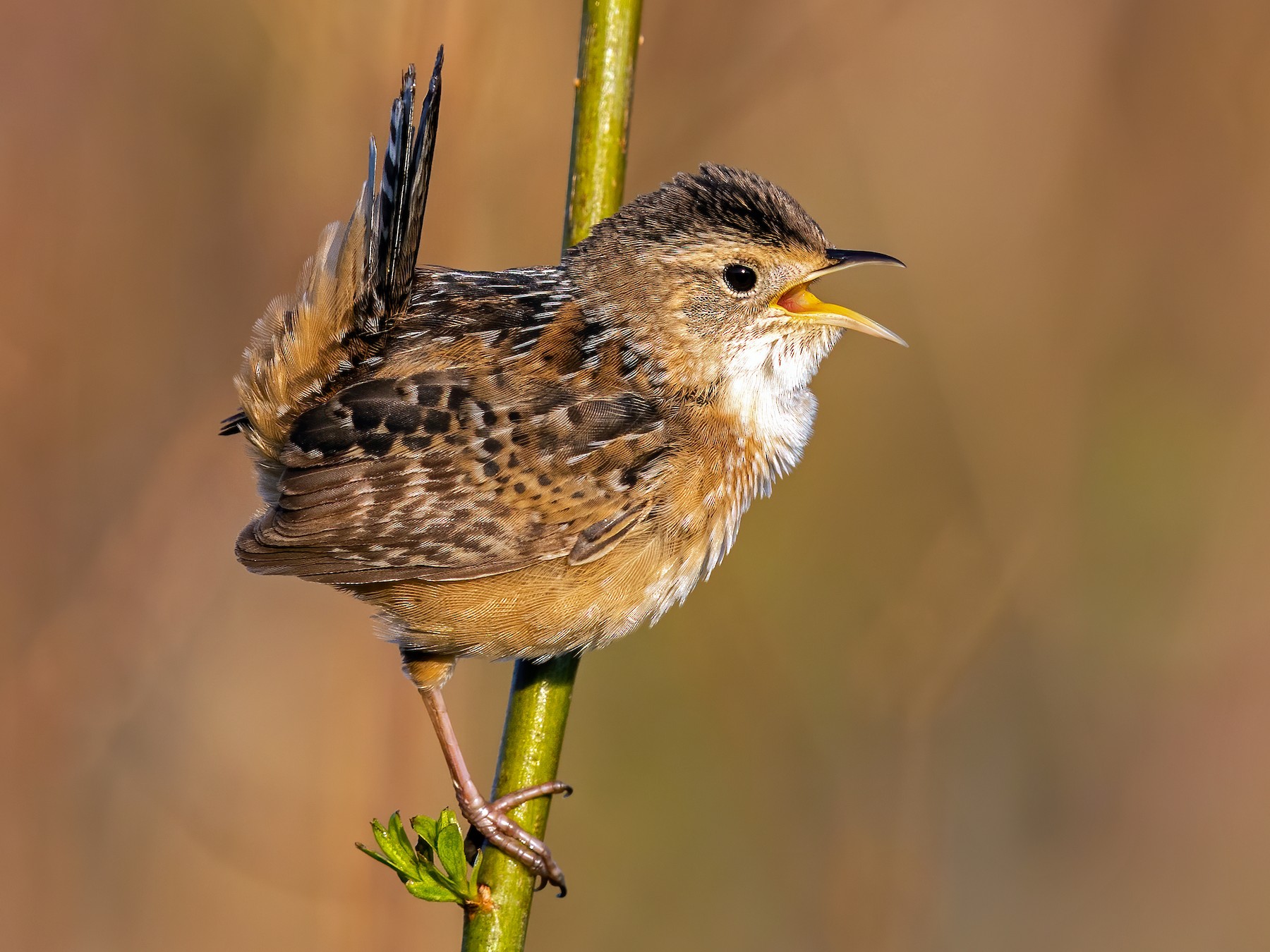 Sedge Wren - eBird