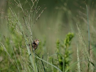 Sedge Wren - eBird