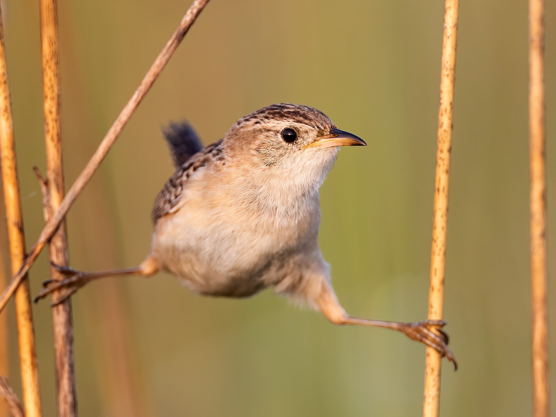Sedge Wren - eBird