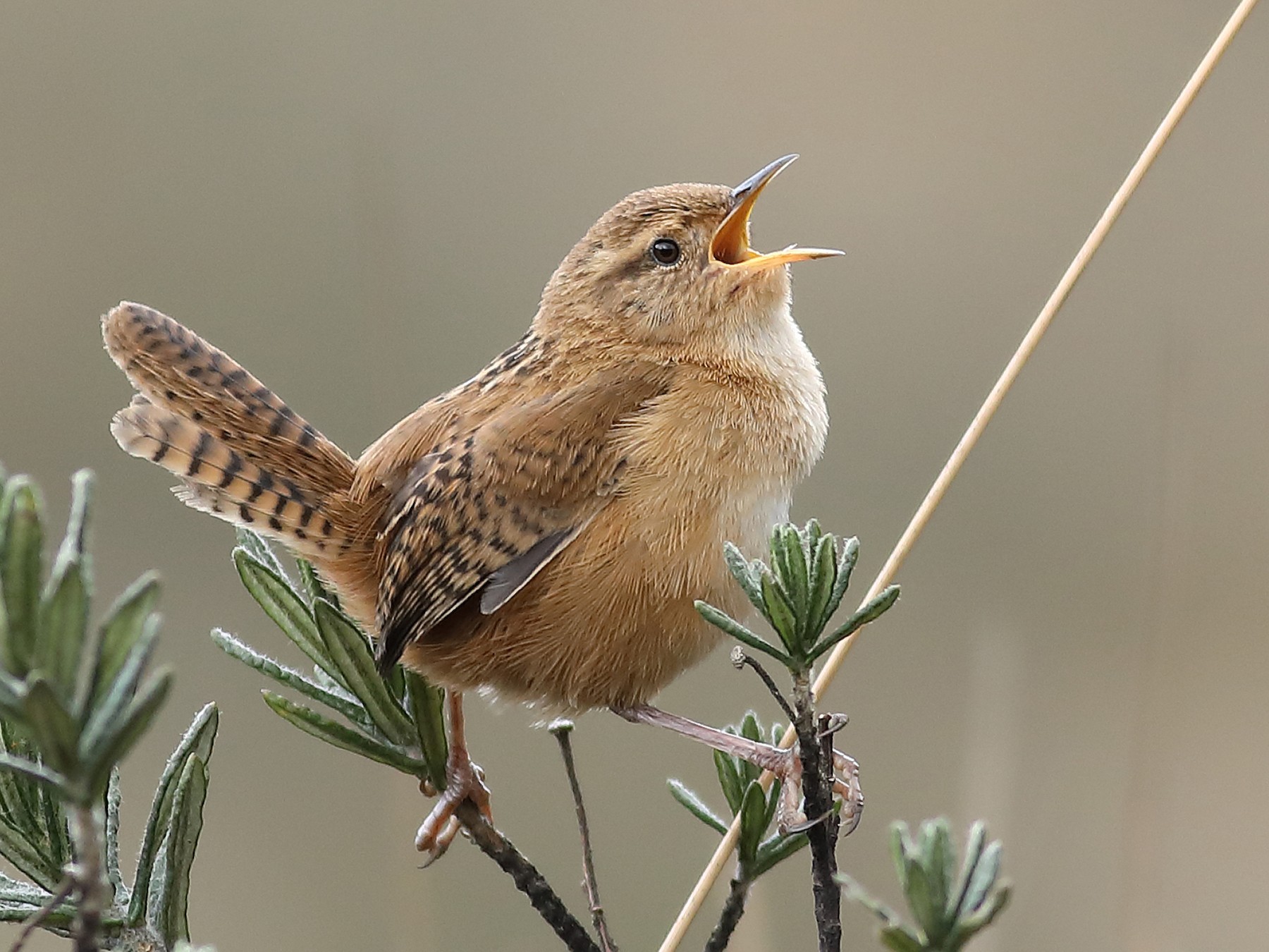 Grass Wren - eBird