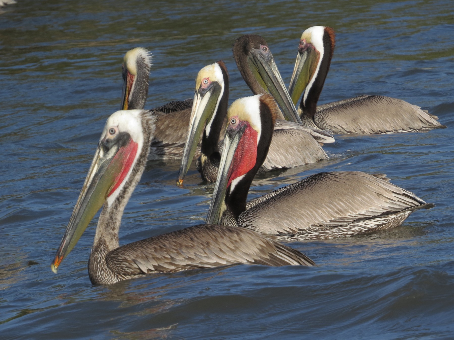 Brown Pelican - eBird