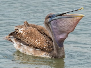 Brown Pelican - eBird