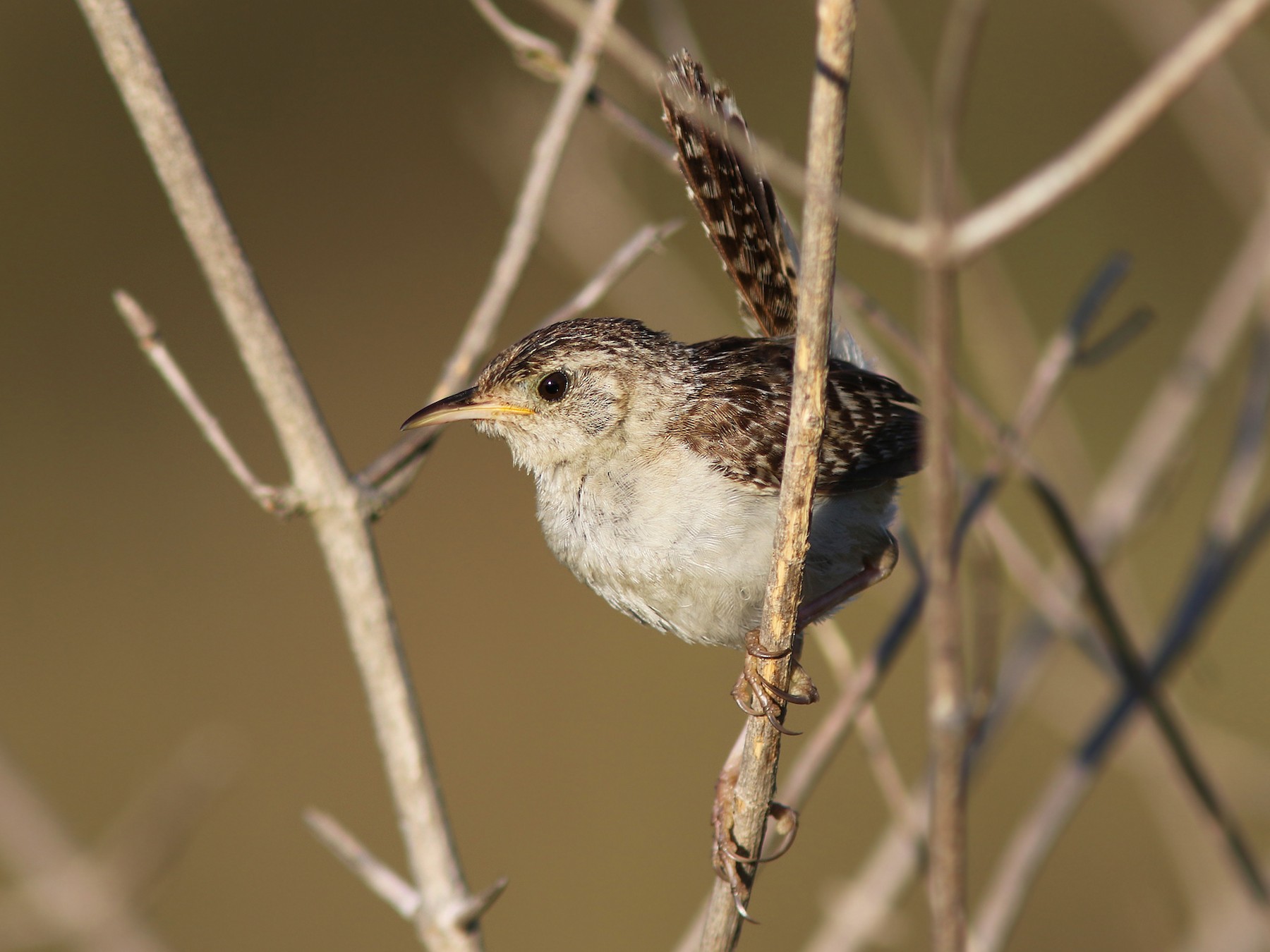 Grass Wren - eBird