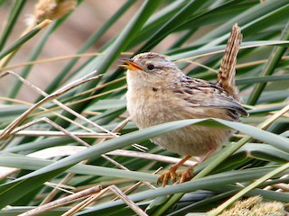 Grass Wren - eBird