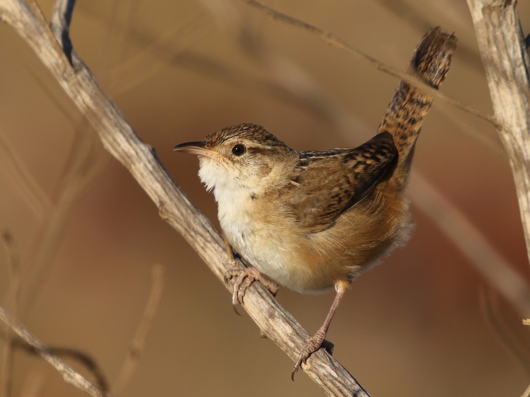 Grass Wren - eBird