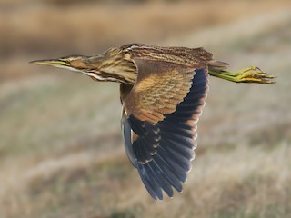 American Bittern - eBird