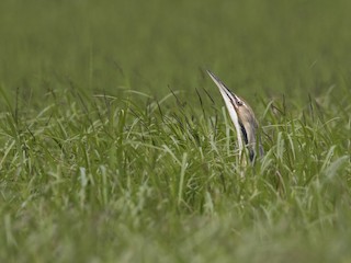 American Bittern - eBird