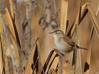 Marsh Wren - eBird