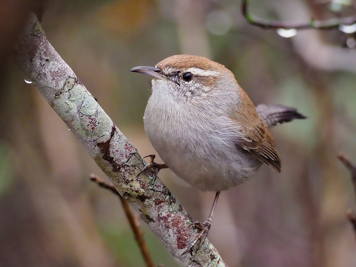 Bewick's Wren - eBird