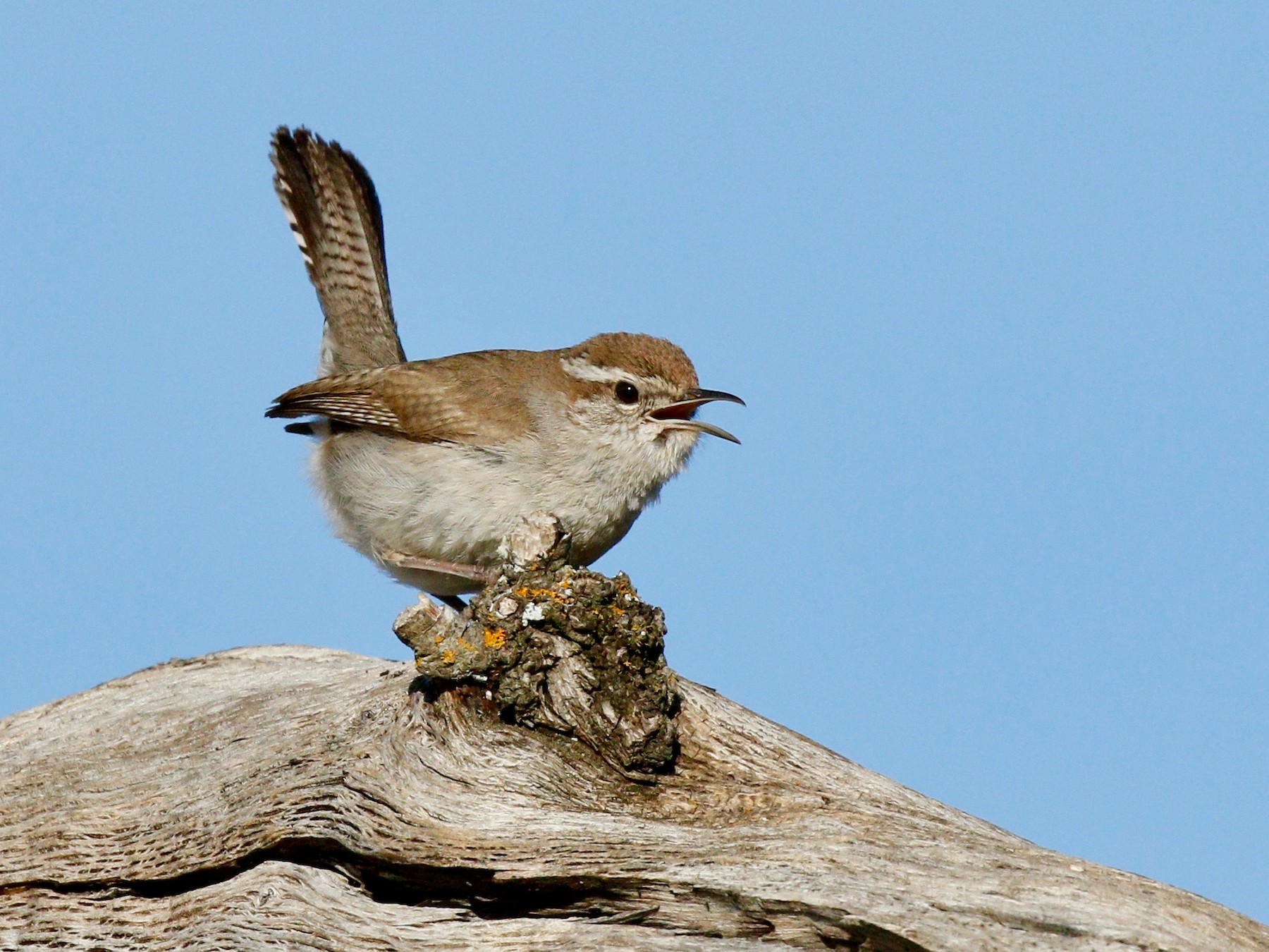 Bewick's Wren - eBird