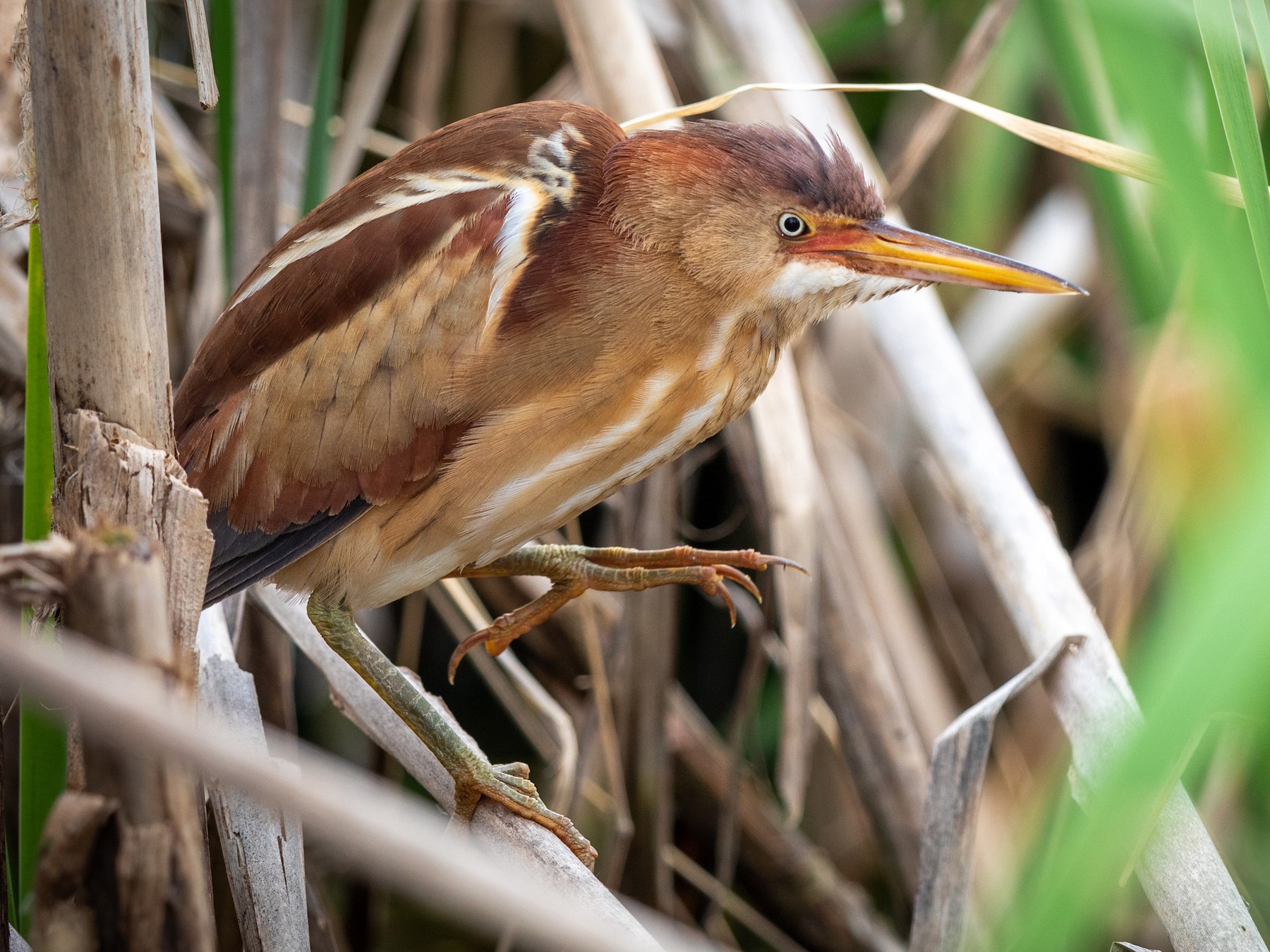 Least Bittern - eBird