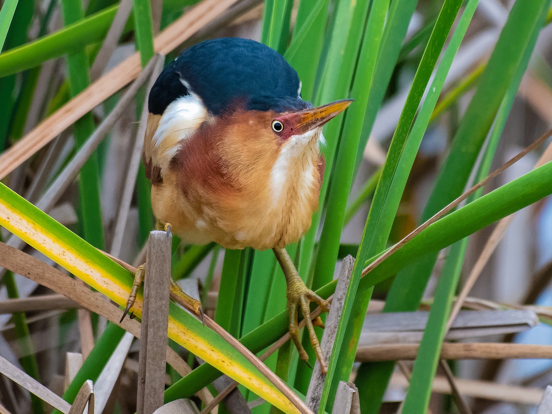 Least Bittern Juvenile