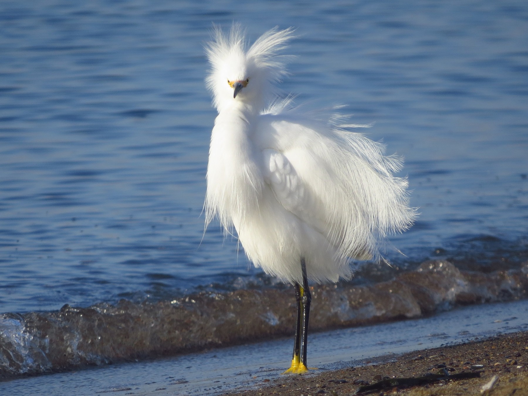 Snowy Egret - eBird