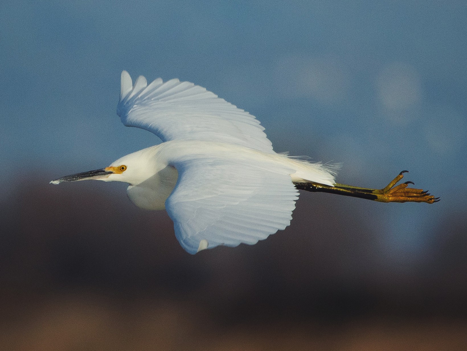Young Snowy Egret