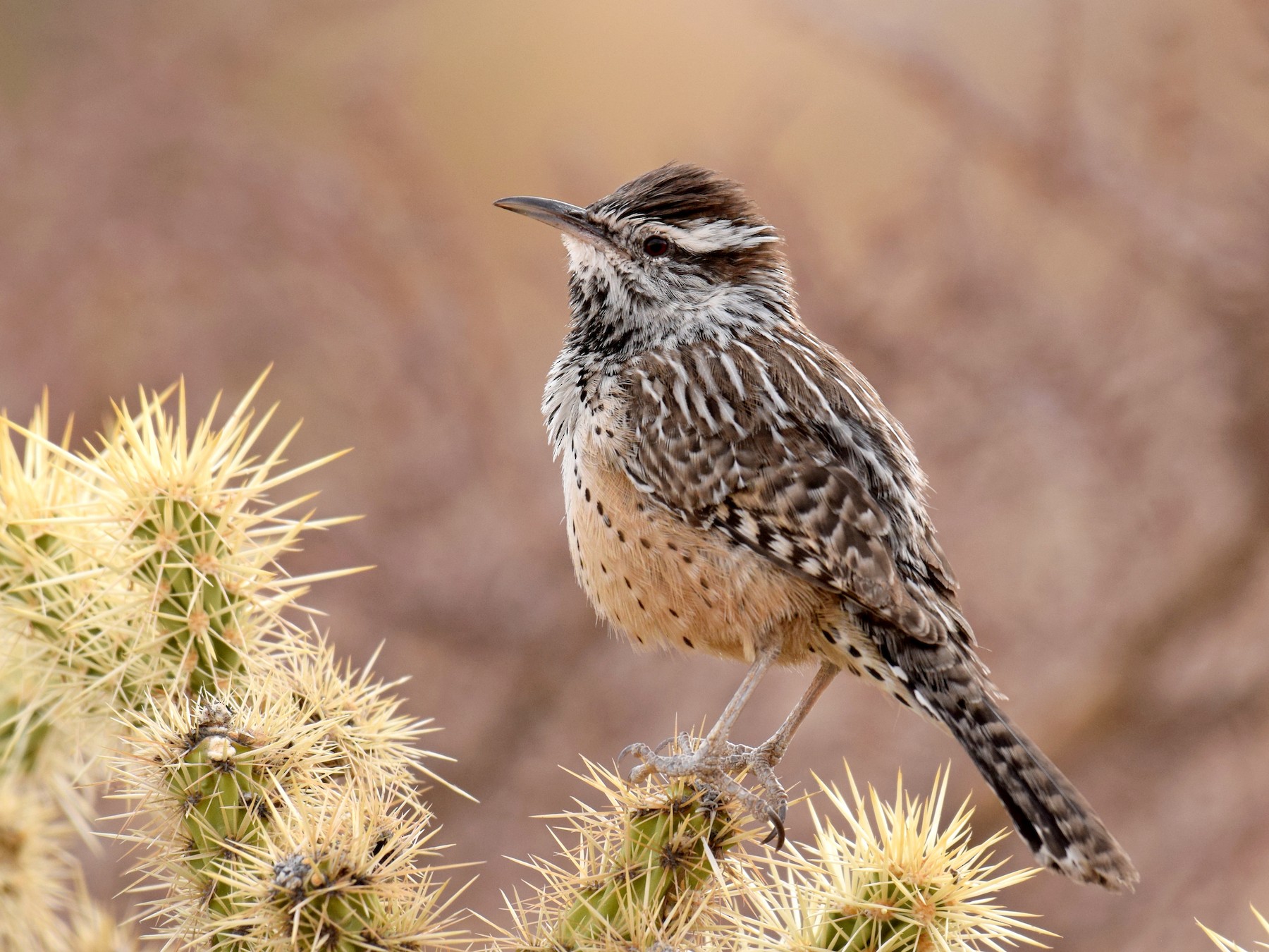Cactus Wren - eBird