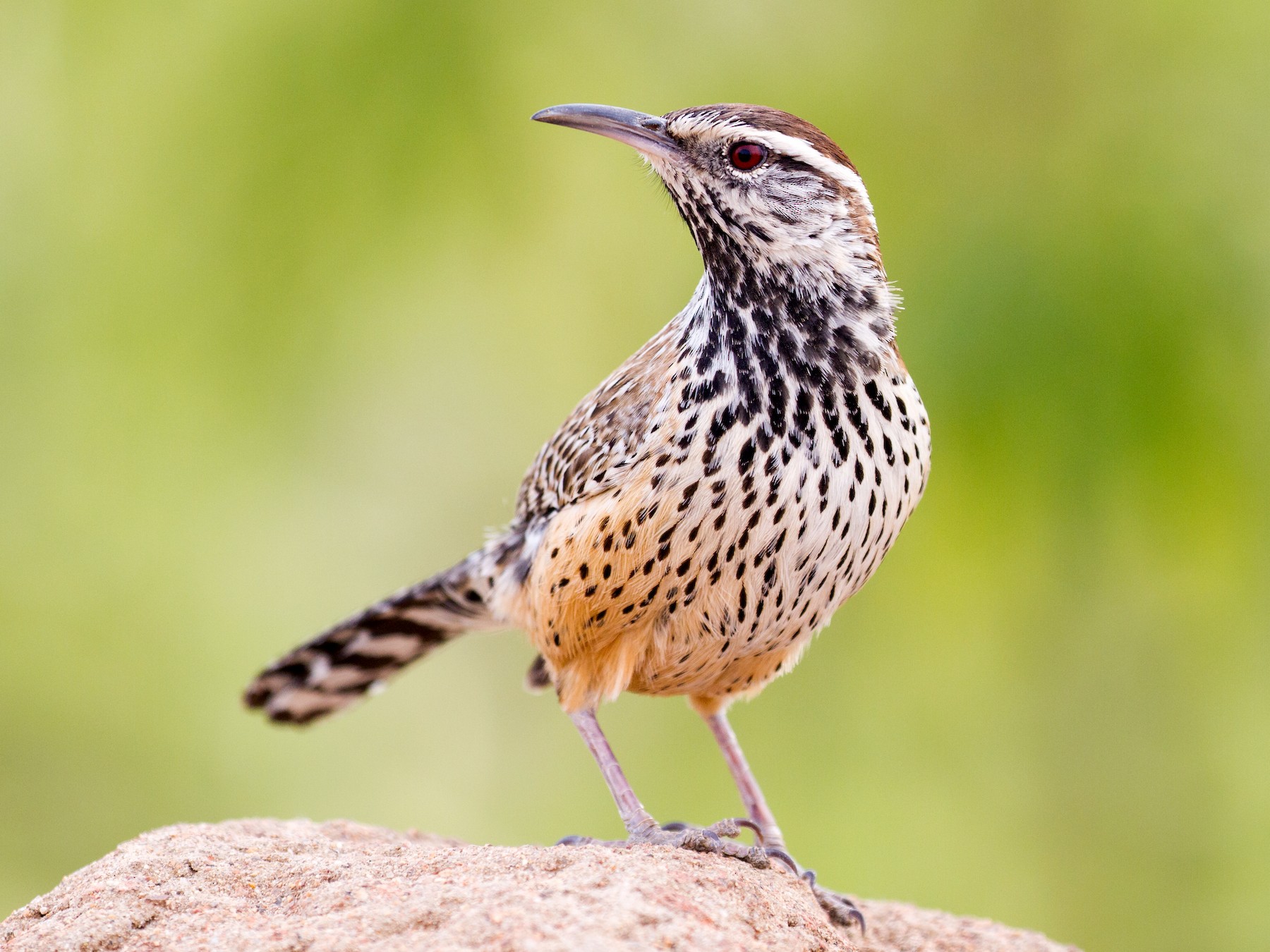 Matraca del Desierto - eBird