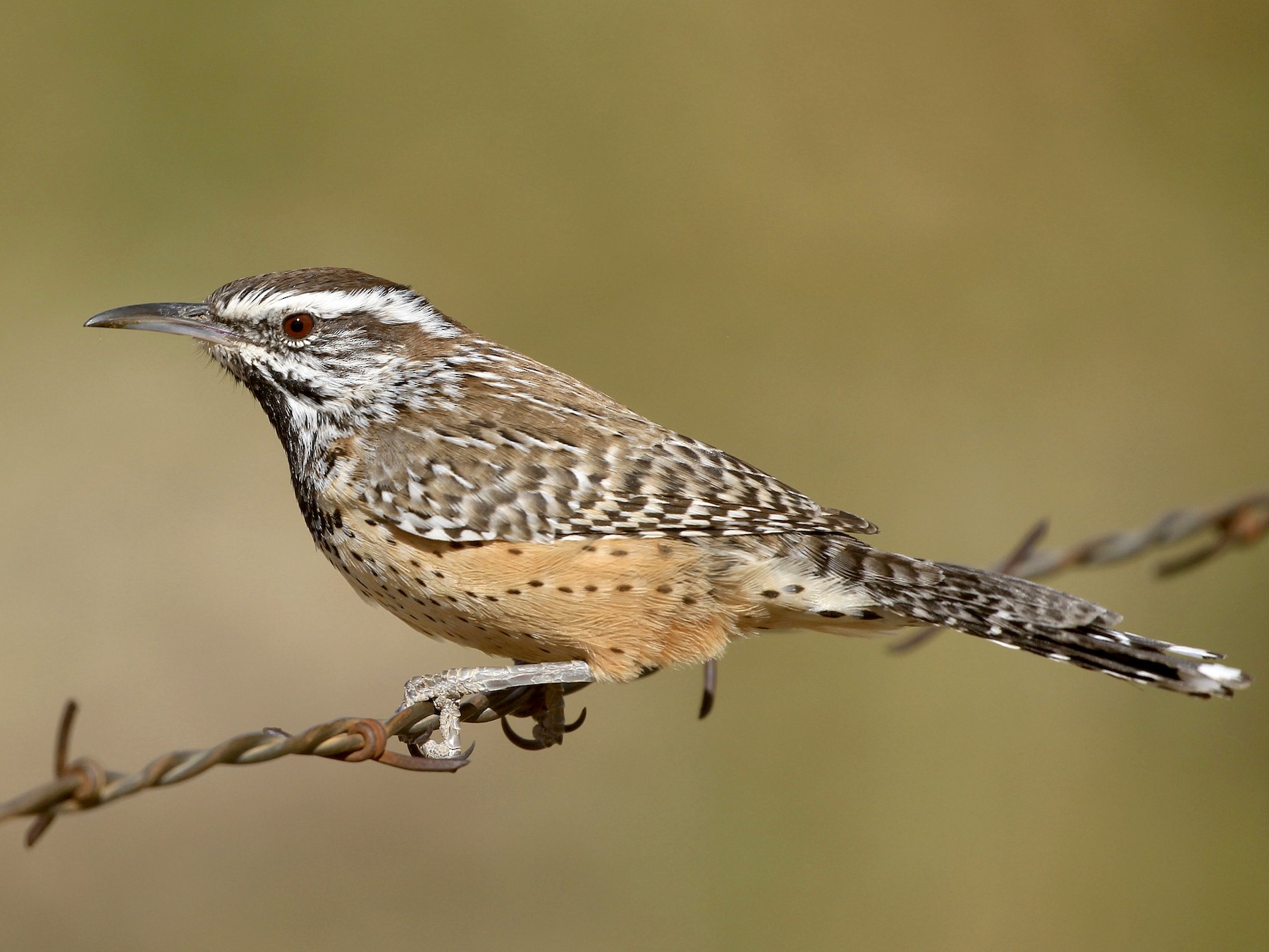 Cactus Wren - eBird