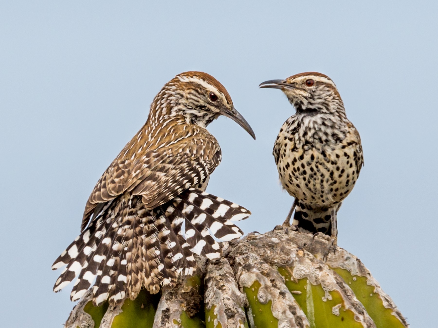 Cactus Wren - eBird