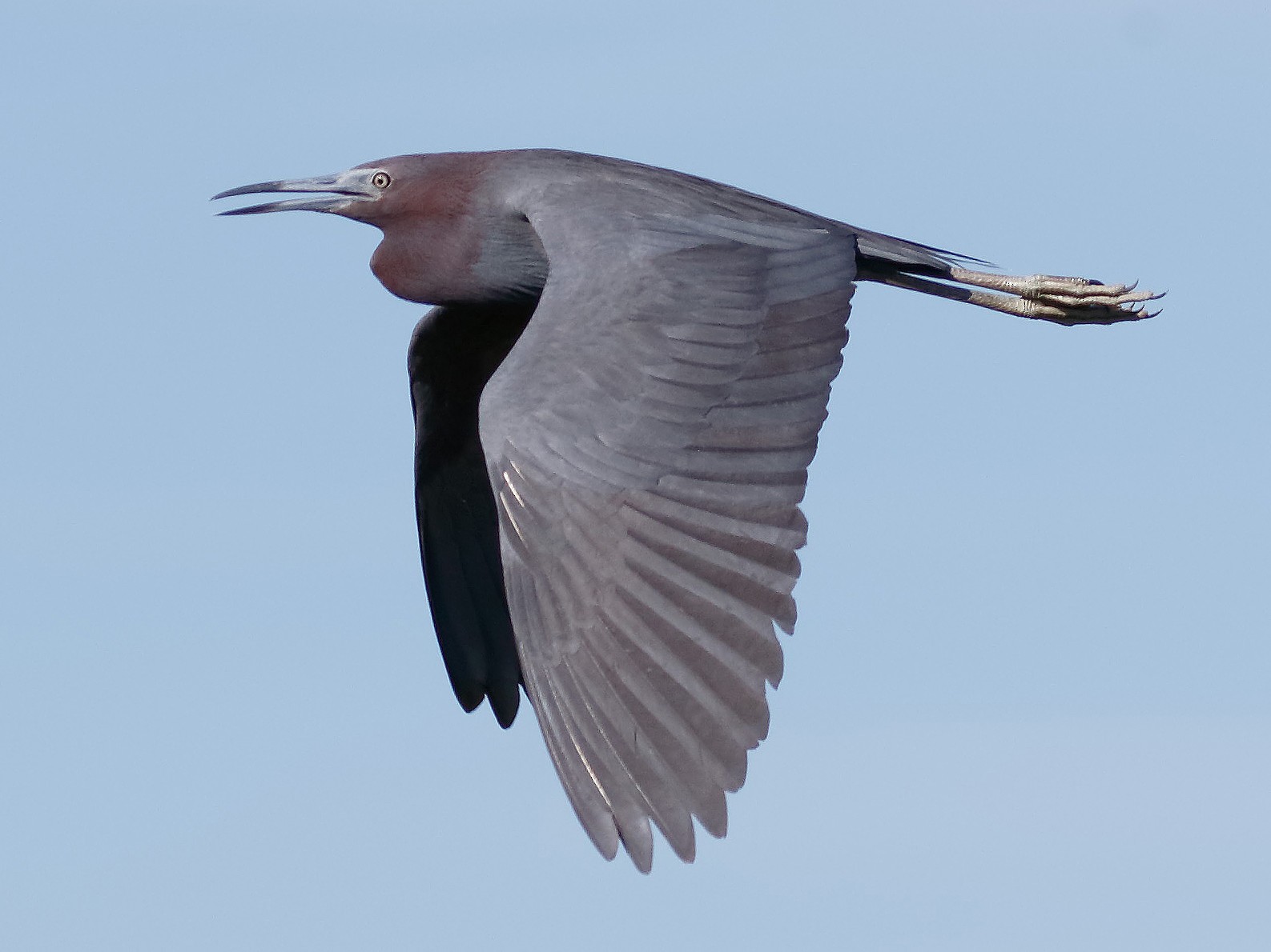 Little Blue Heron - eBird