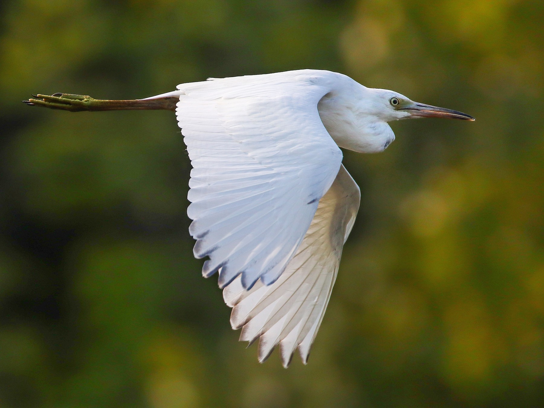 Little Blue Heron - eBird