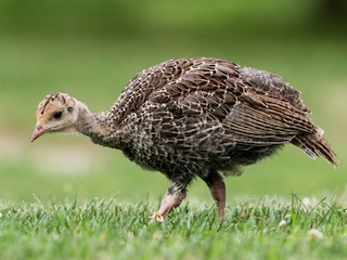 kalkkuna - eBird
