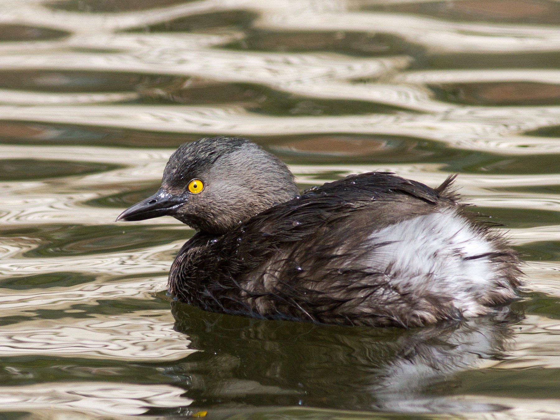 Least Grebe - eBird