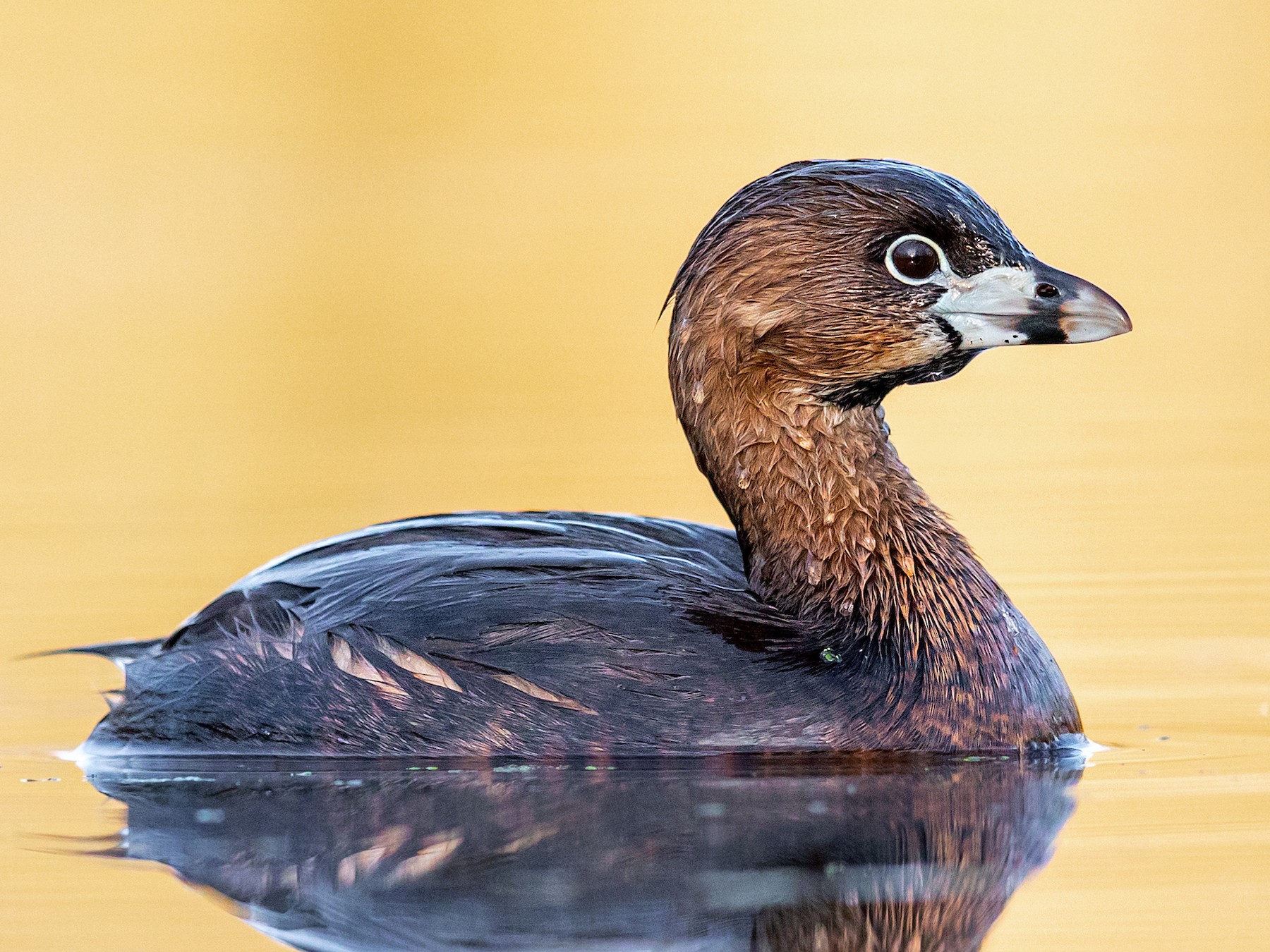 Pied-billed Grebe - eBird