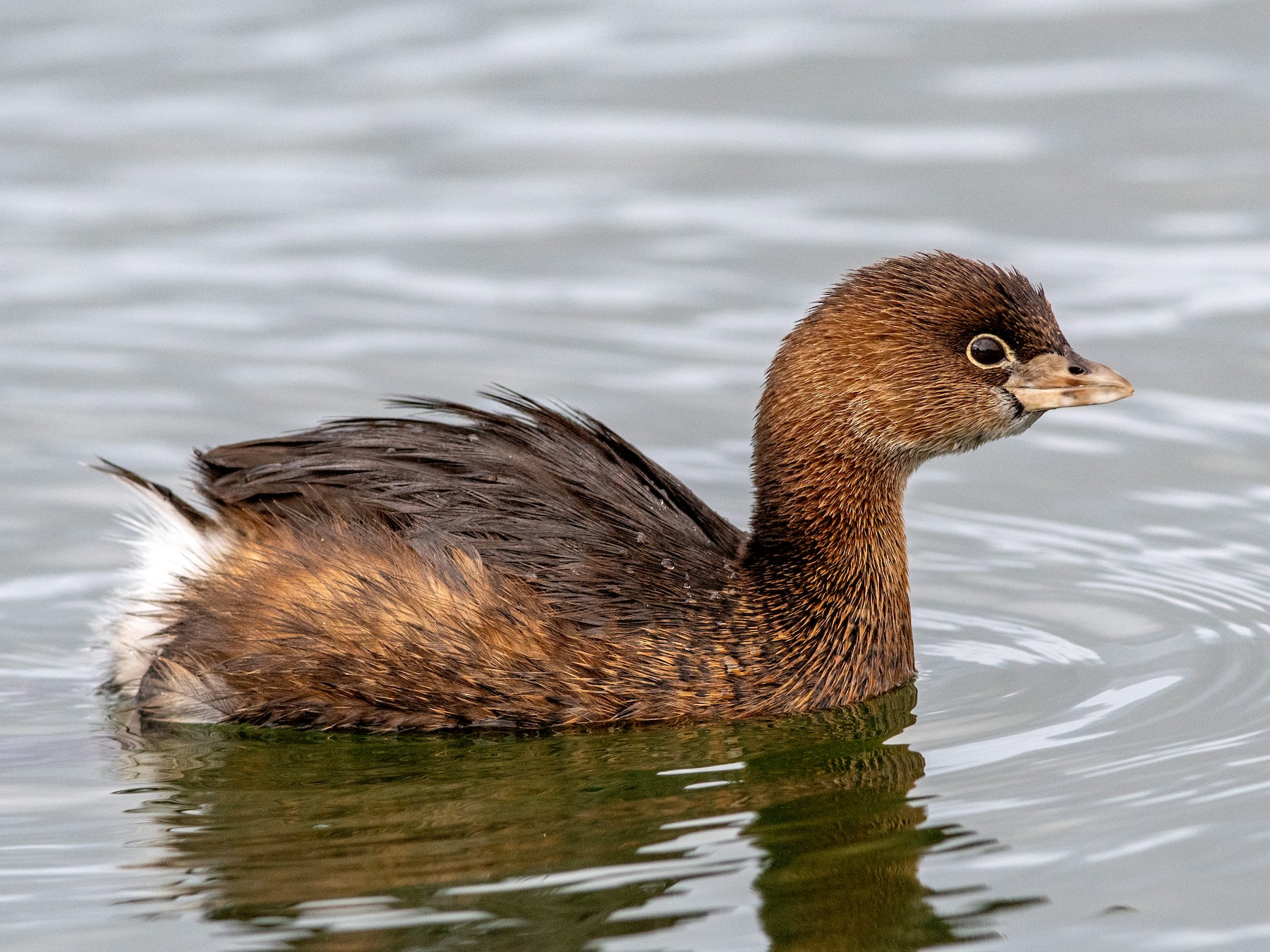 Pied-billed Grebe - eBird