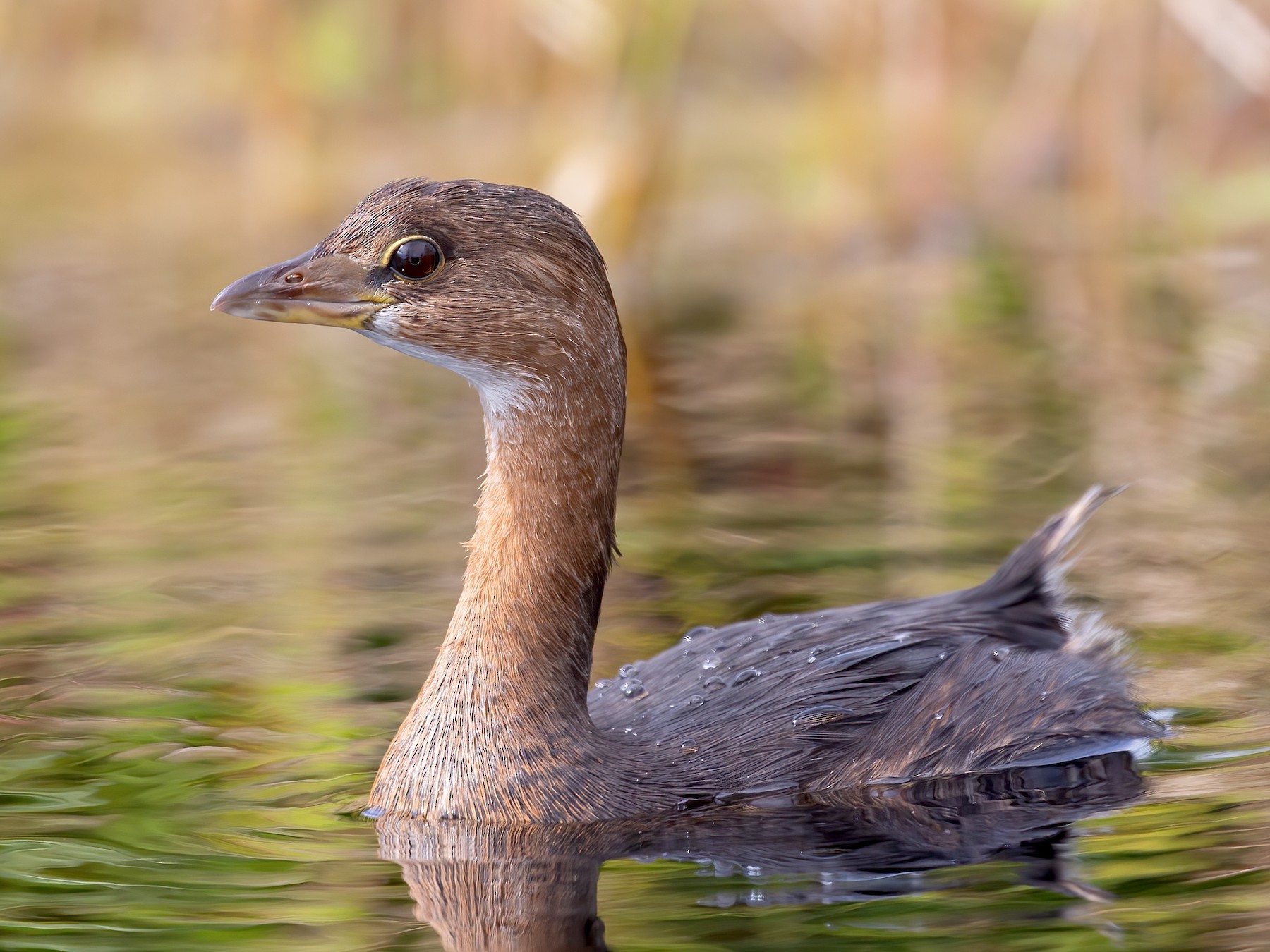 Pied-billed Grebe - eBird