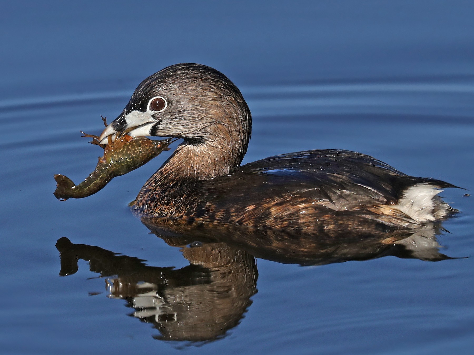 Pied-billed Grebe - eBird
