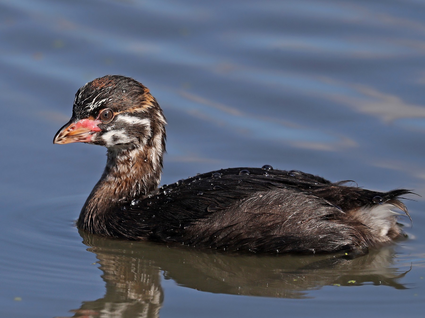 Pied-billed Grebe - eBird