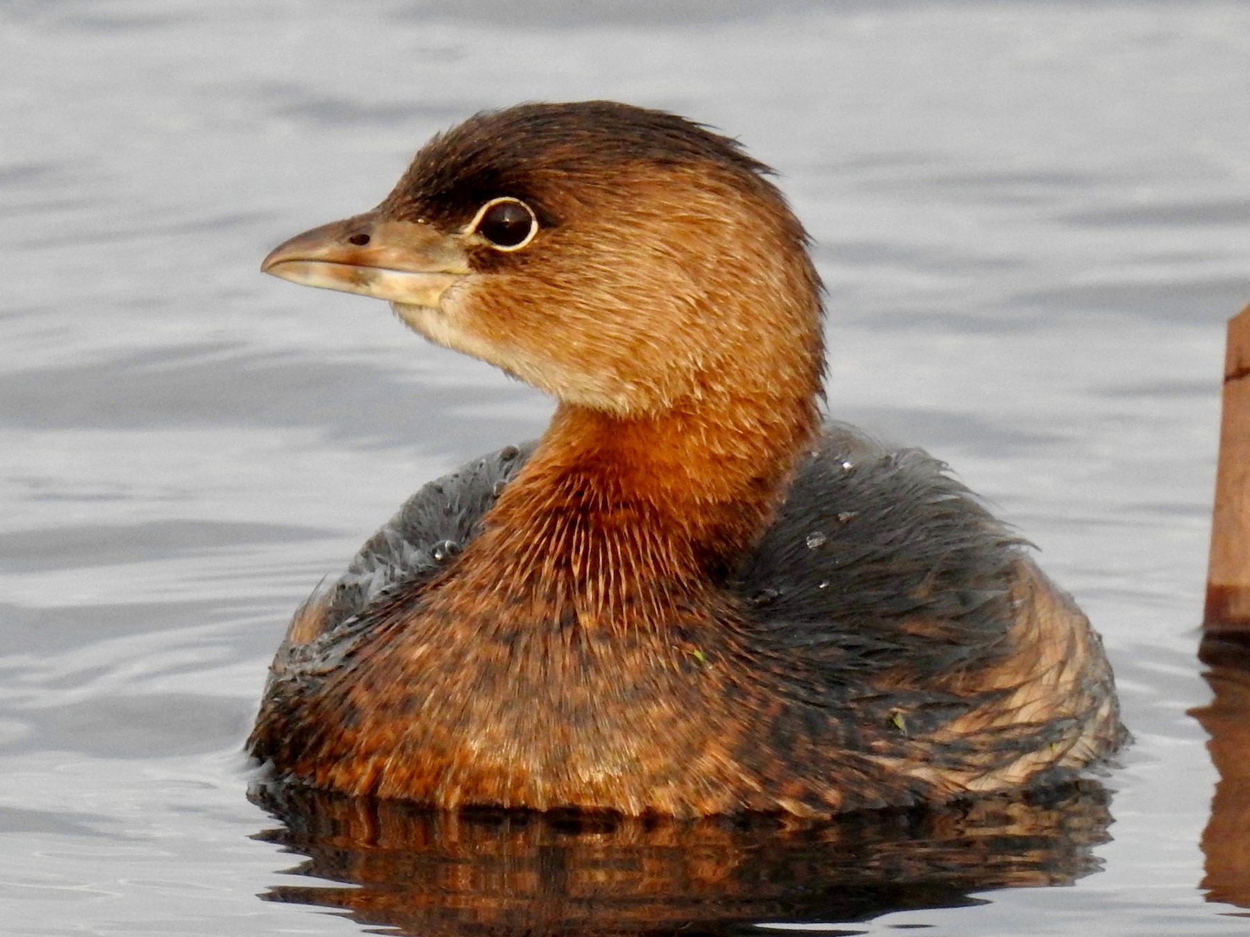 Pied-billed Grebe - eBird