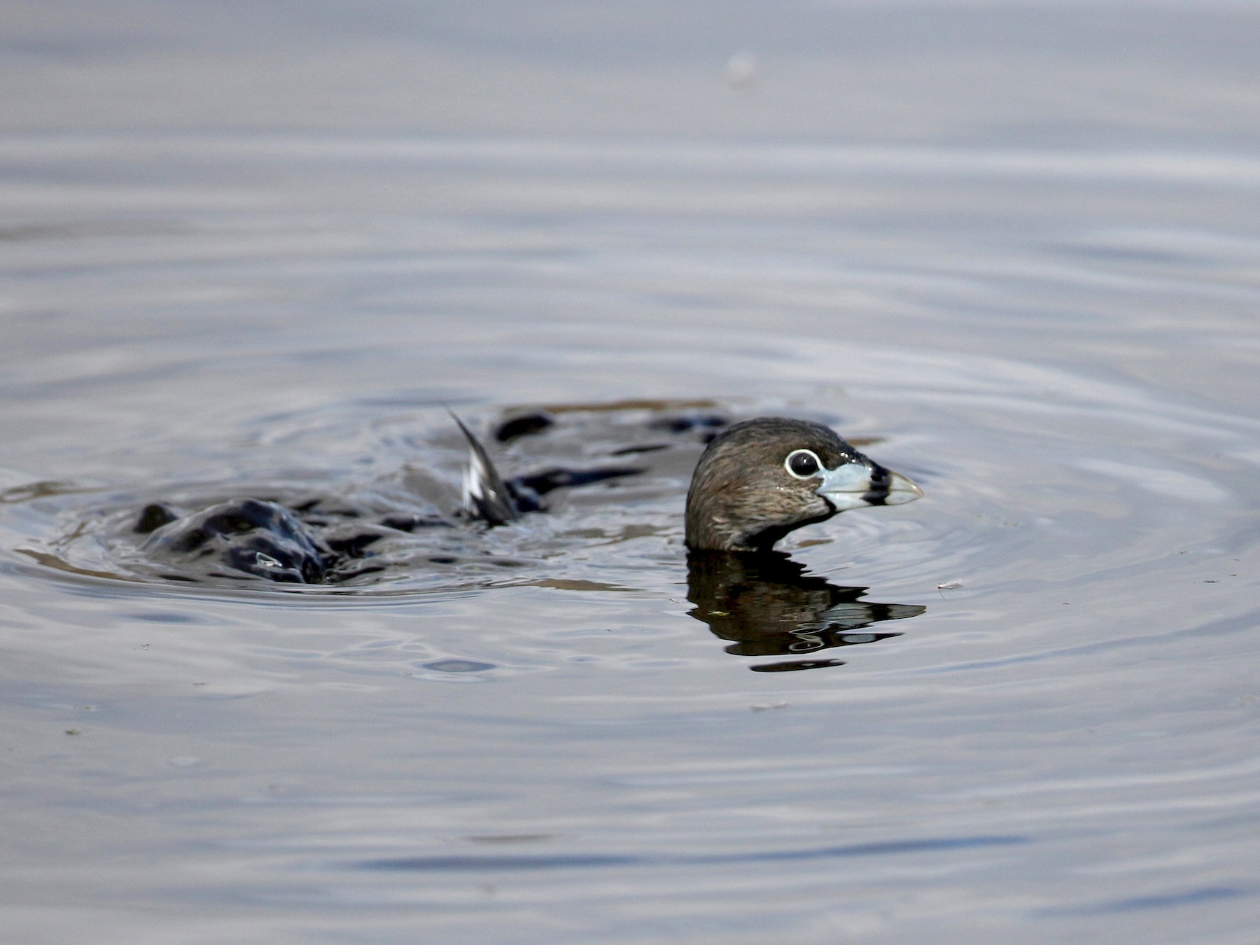 Pied-billed Grebe - eBird