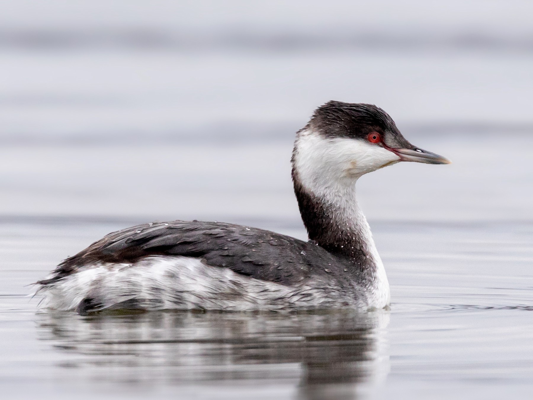 Horned Grebe - eBird