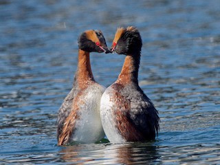 Horned Grebe - eBird