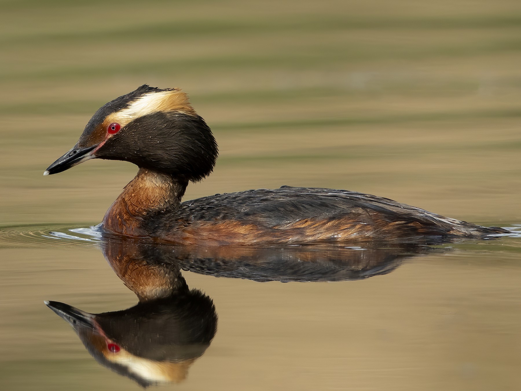 Horned Grebe - eBird