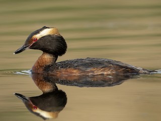 Horned Grebe - eBird