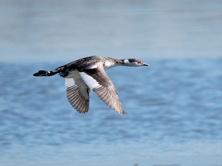 Horned Grebe - eBird