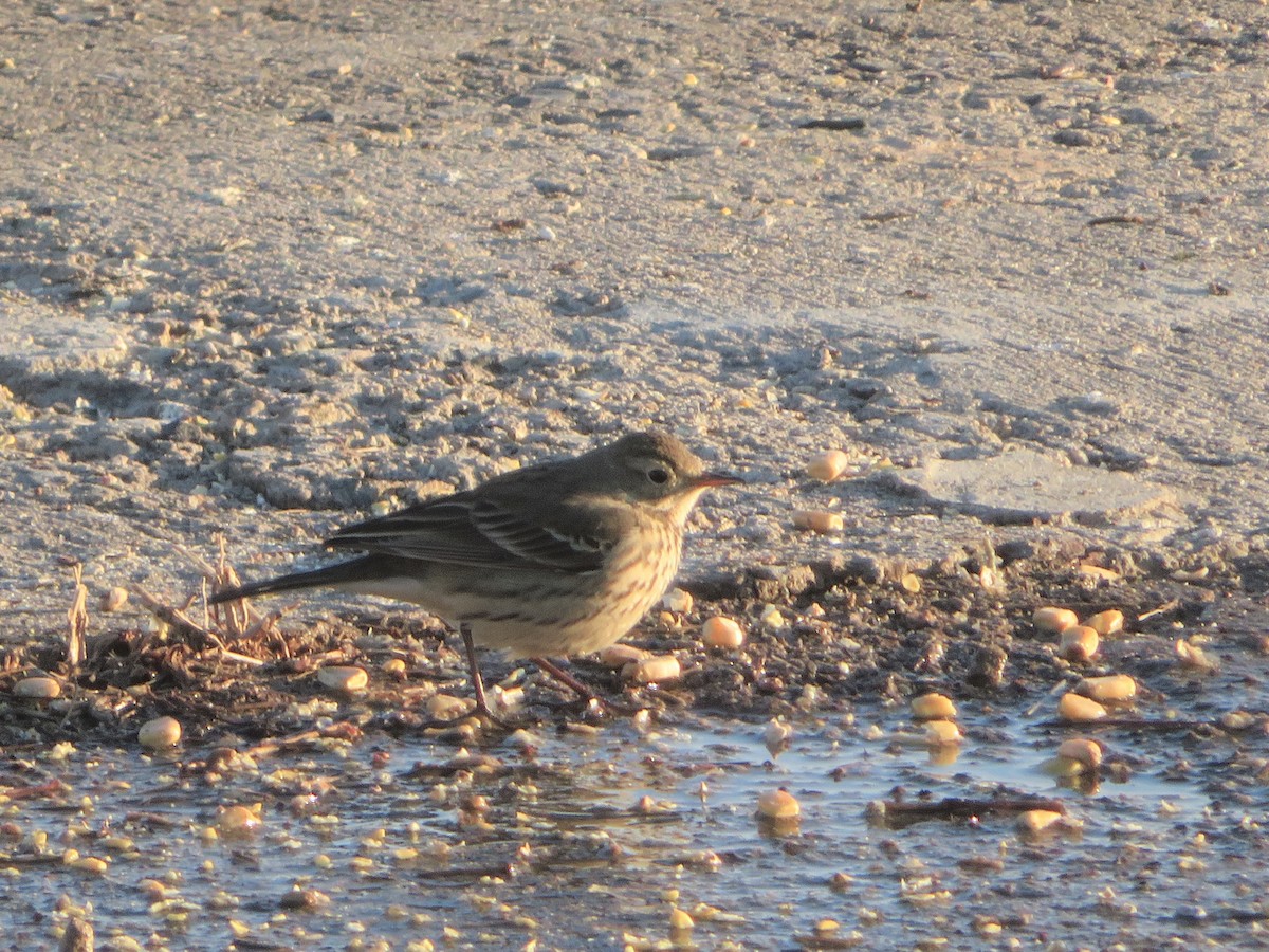 eBird Checklist - 5 Feb 2021 - Maple Knoll Farms (restricted access ...