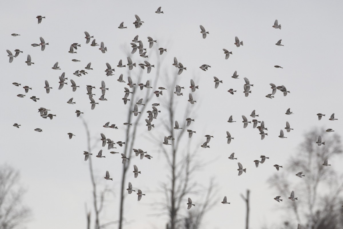 eBird Checklist - 5 Feb 2021 - 190 Timreck Road, Tawas City, Michigan ...
