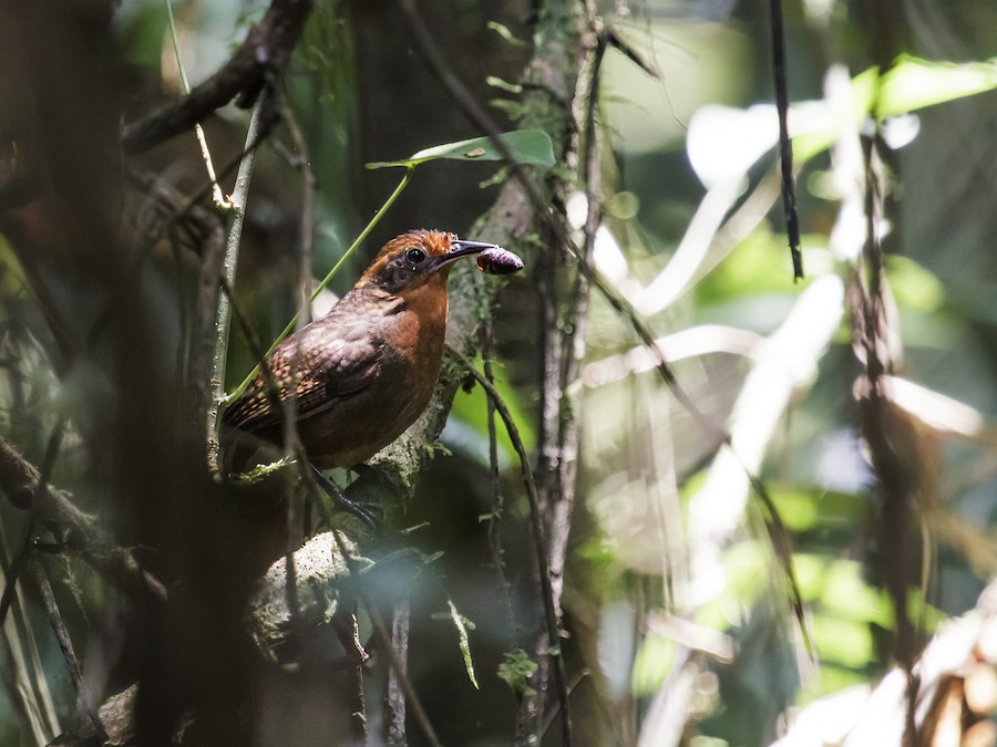 Musician Wren (Grey-eared) - eBird