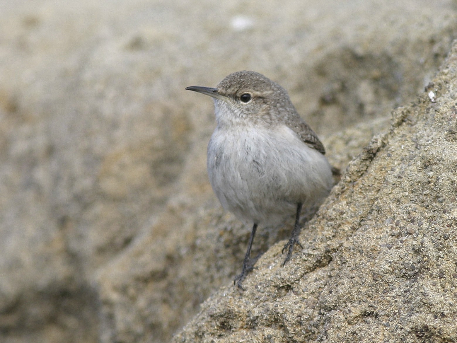 Rock Wren - eBird