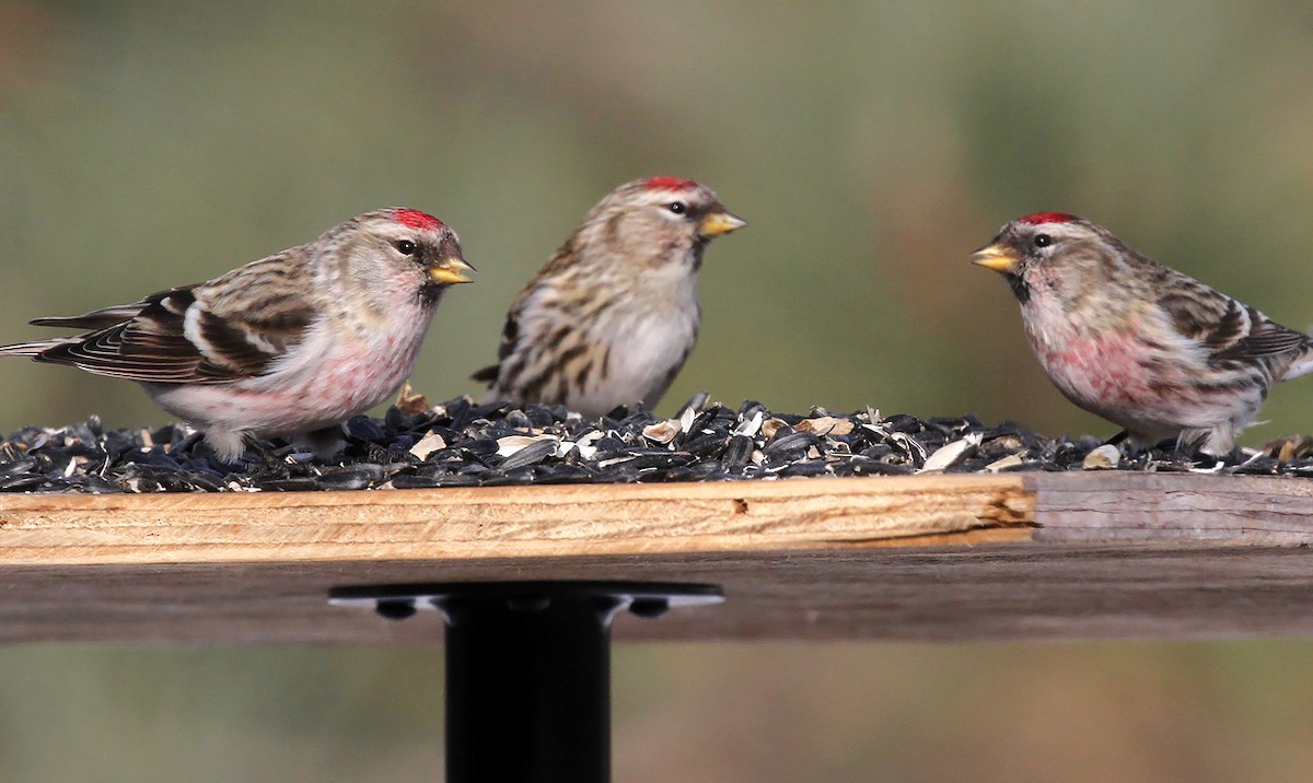 Great Backyard Bird Count 2021—share your love of birds! - Wisconsin eBird