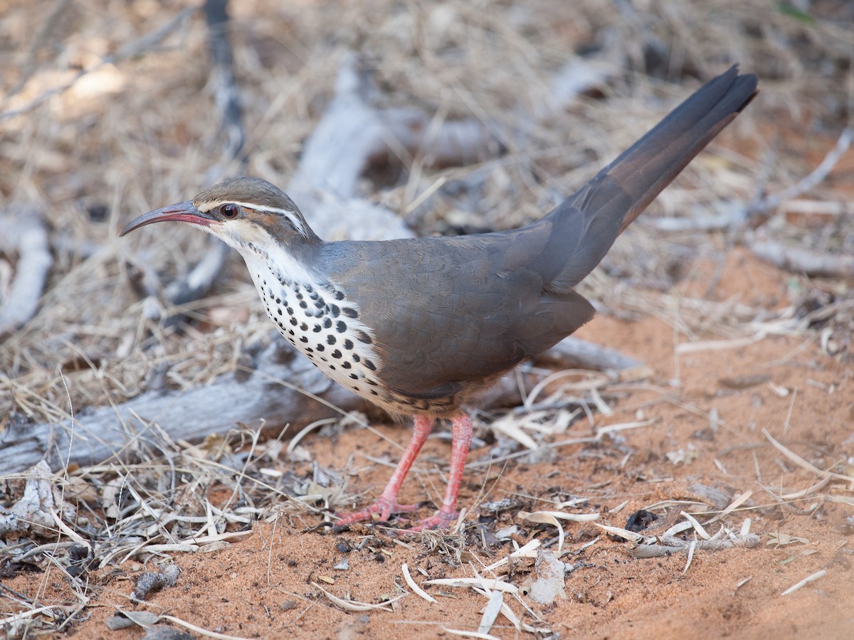 Subdesert Mesite - Monias benschi - Birds of the World