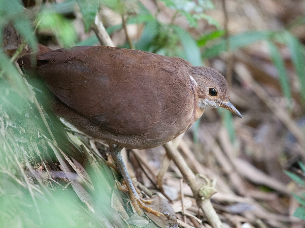 Brown Mesite - Mesitornis unicolor - Birds of the World