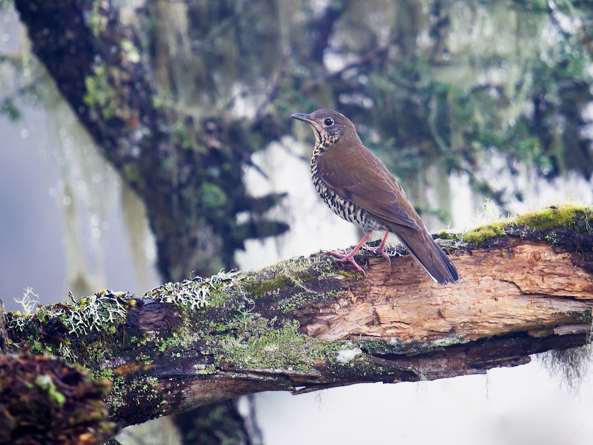 Sichuan Thrush - Zoothera griseiceps - Birds of the World